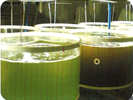 Yeosu Mesocosm System – Mesocosm