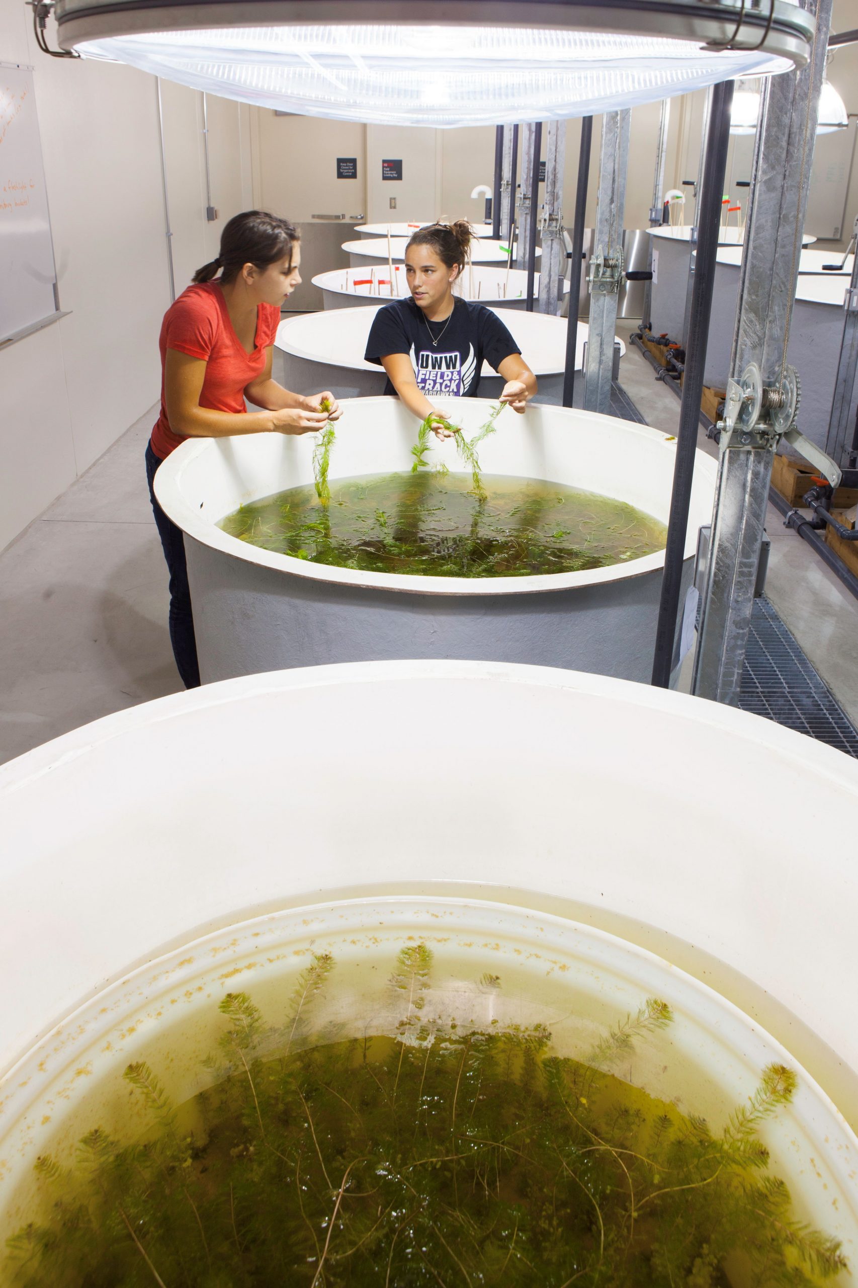 AWRI mesocosm facility – Mesocosm